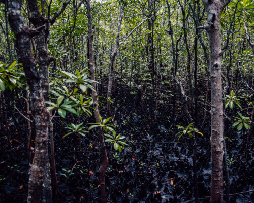 A Complete Guide to Visiting Jozani Forest - World of Lina